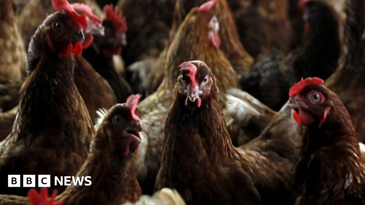 Bird flu case confirmed at Attleborough by Defra - BBC News