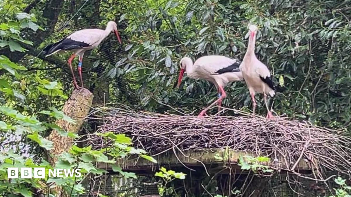White storks hatch in Cornwall in rewilding plan - BBC News