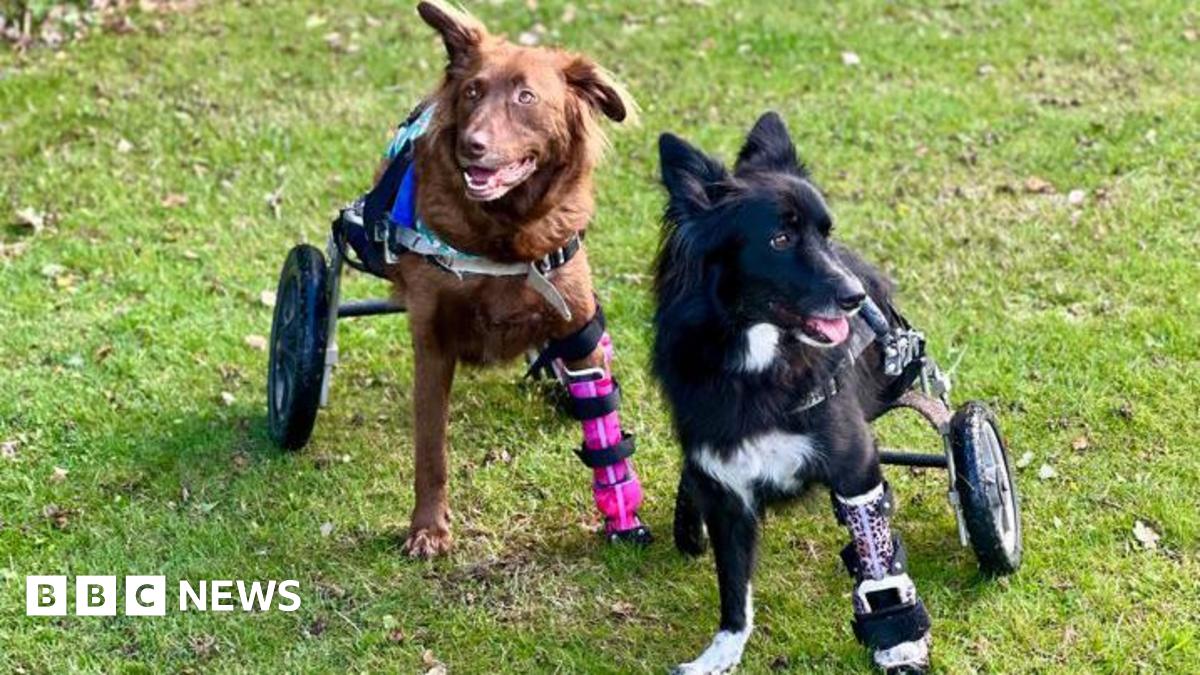 Rescue dogs: Paralysed pups get new equipment after fundraiser - BBC News