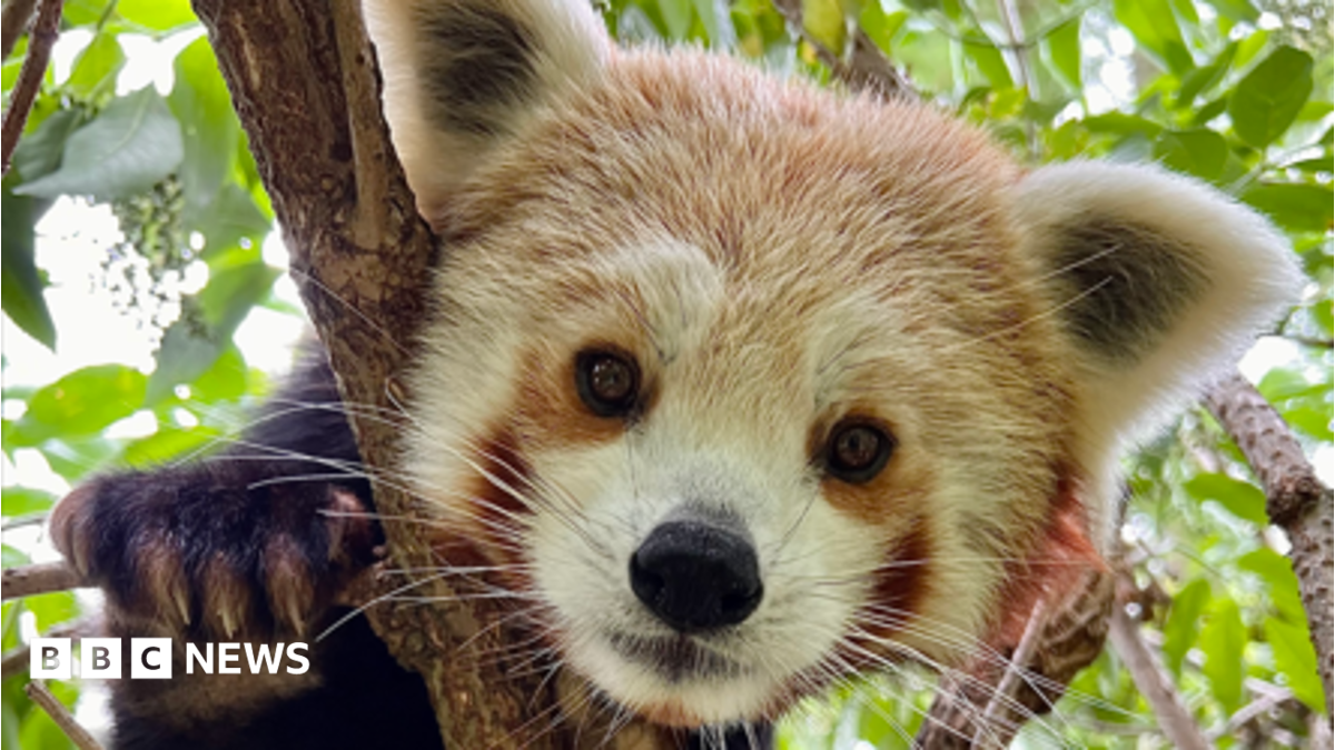 Longleat safari park announces death of red panda - BBC News