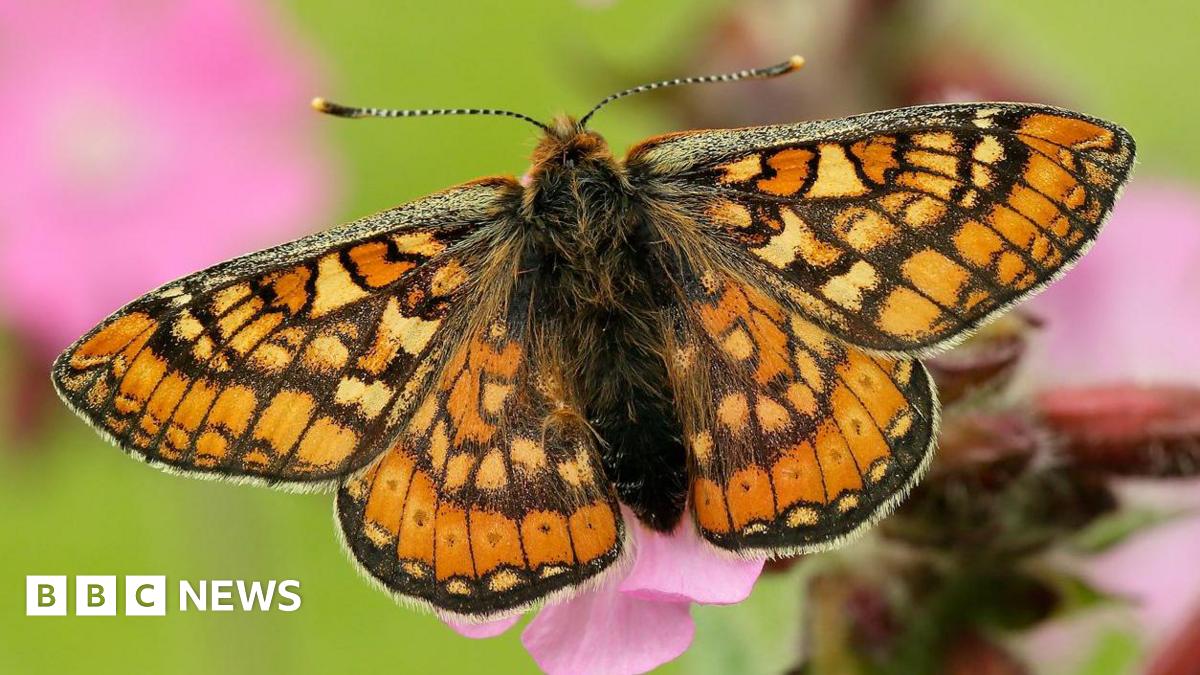 Marsh fritillary butterfly bucks declining trend in NI - BBC News