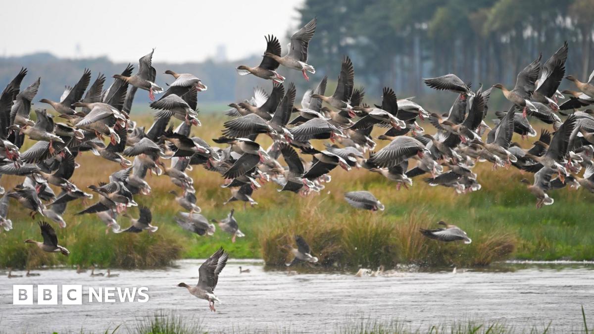 Martin Mere wetland centre closes over suspected bird flu - BBC News