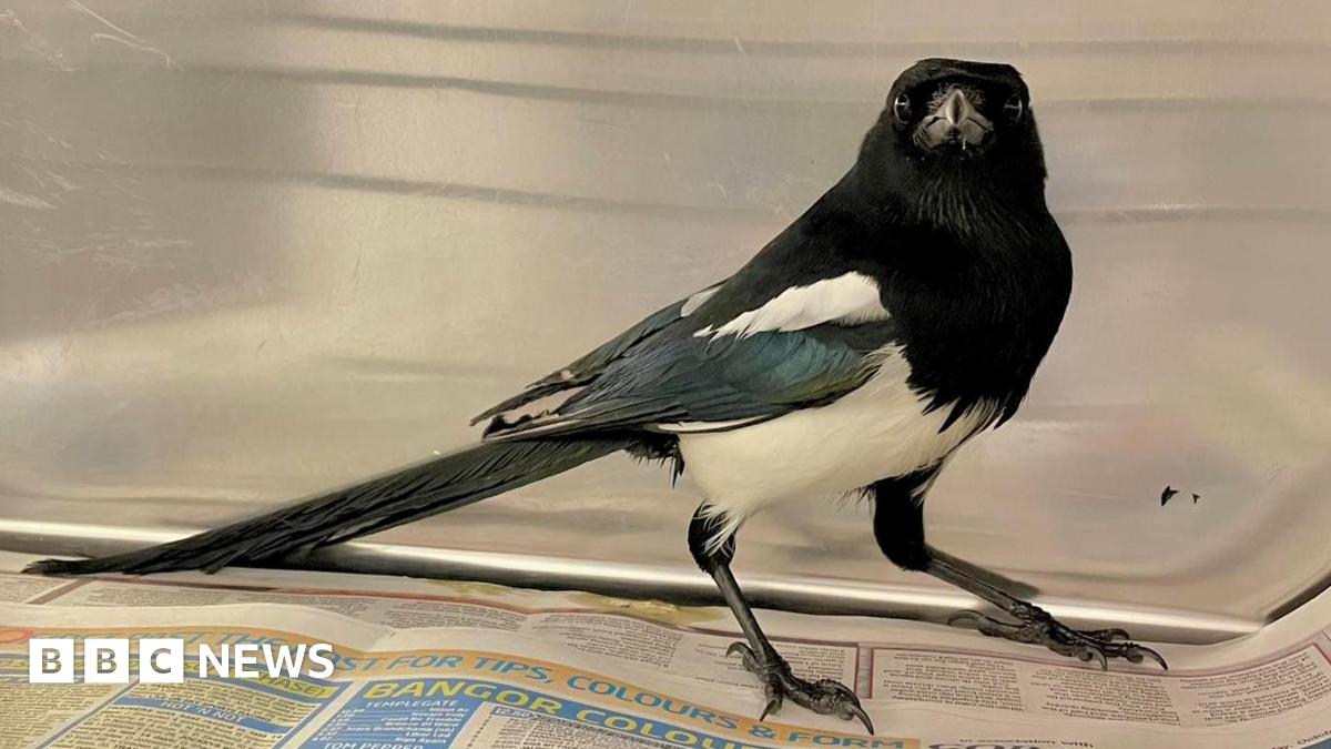 Stuck magpie's sorrow turned to joy by rescuers - BBC News