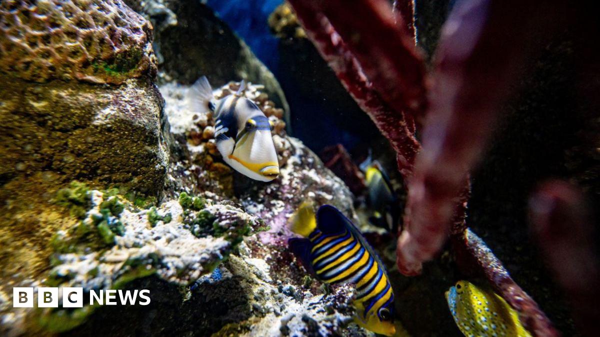 Headlines in the West: 'Non-binary fish' and 'shop closure' - BBC News