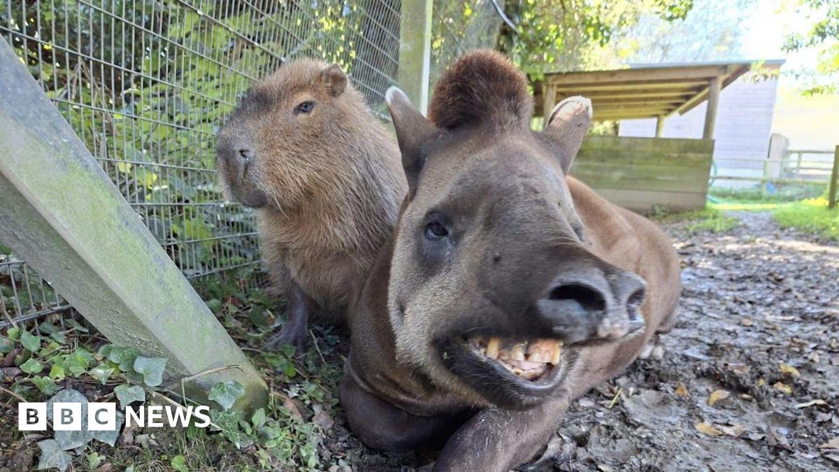 Much-loved unlikely animal friends die on same day in Newquay Zoo - BBC ...
