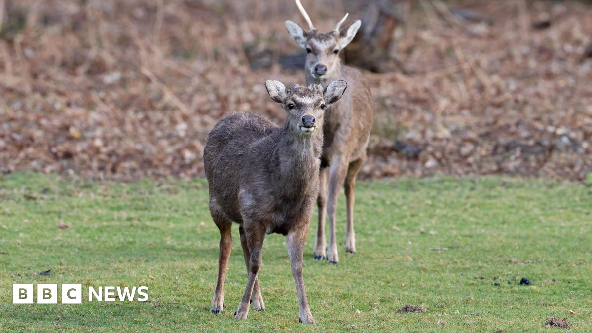 Winnie the Pooh forest culling scheme donates 170,000 meals - BBC News