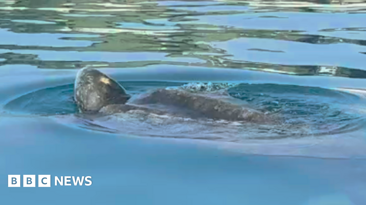 'Magnificent' leatherback turtle spotted near Devon coast - BBC News