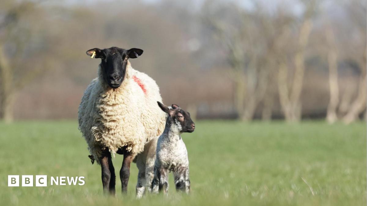 BBC Weather Watchers West Midlands: Lambs, ducks and blooms - BBC News