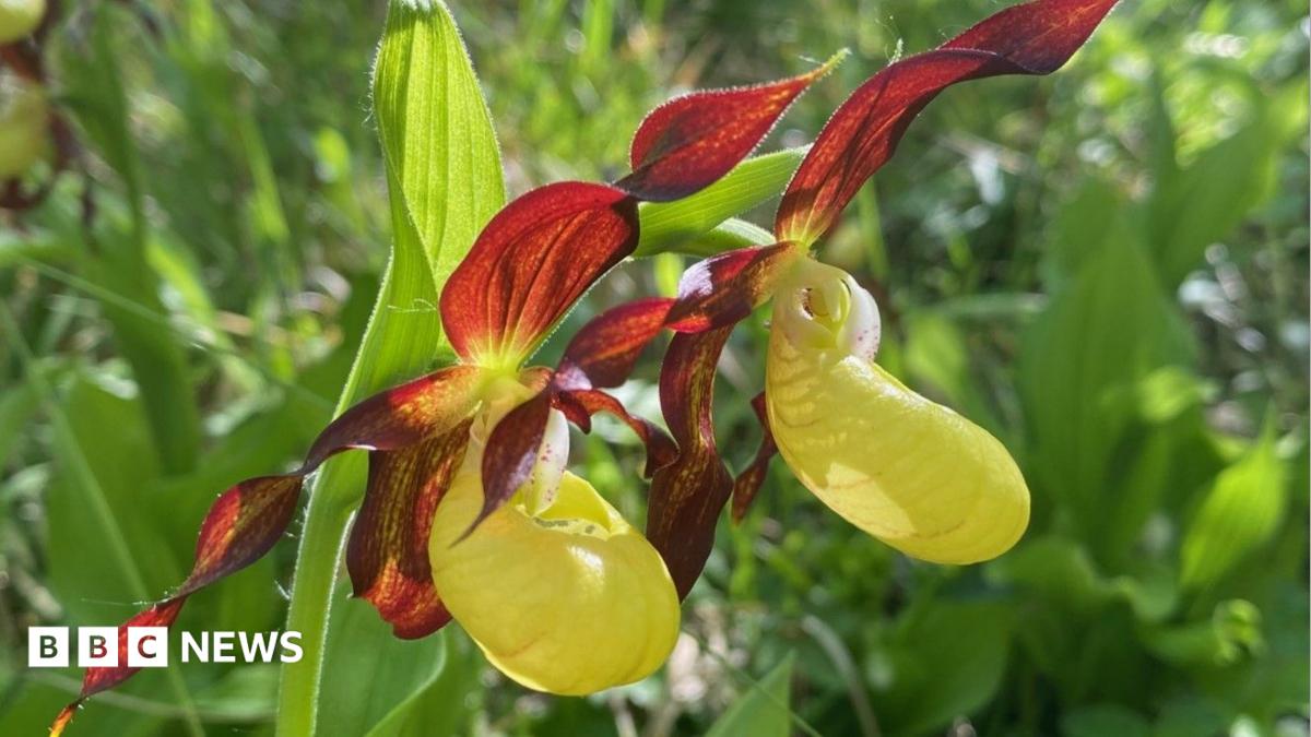 Yorkshire Dales project helping to save rare orchid from extinction ...