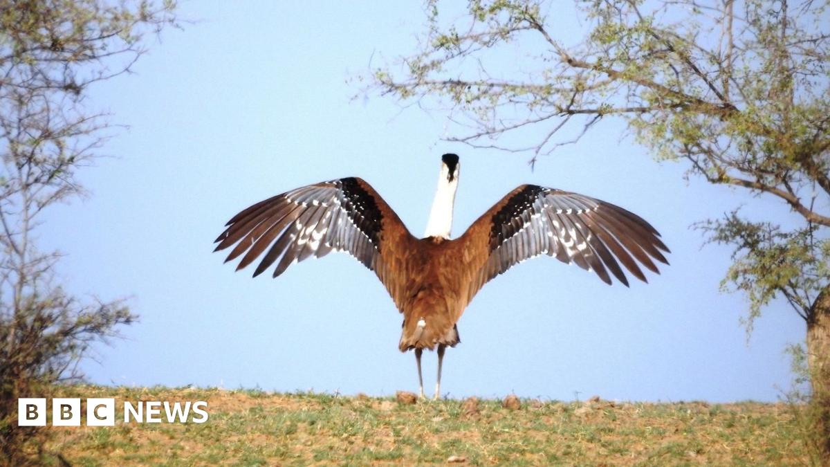 Great Indian Bustard: Experts hail breakthrough in bid to save native ...