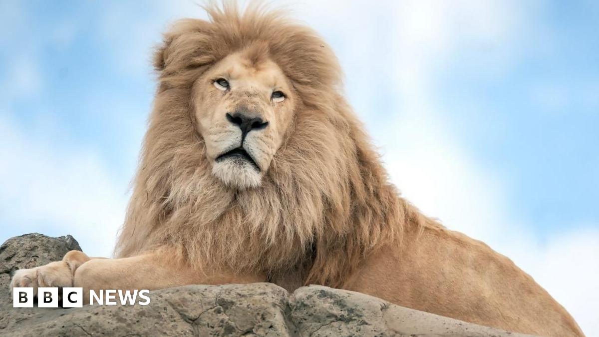 Isle of Wight wildlife park mourns death of 'iconic' white lion - BBC News