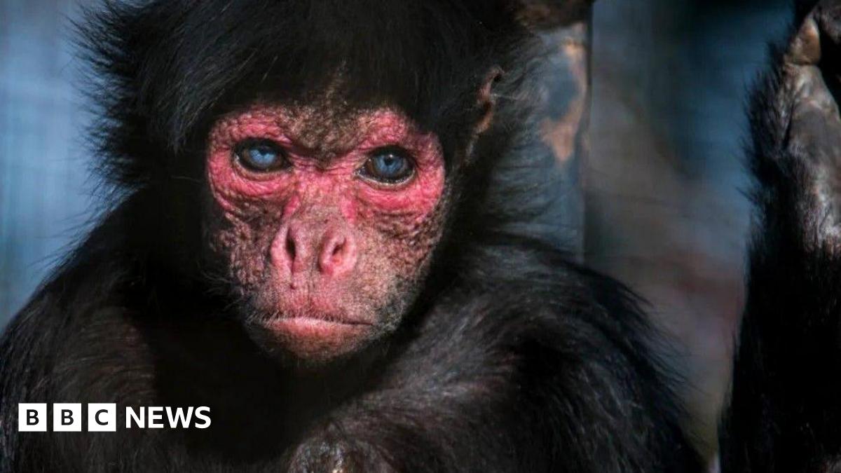 Rare red-faced monkey avoids surgery with CT scan - BBC News