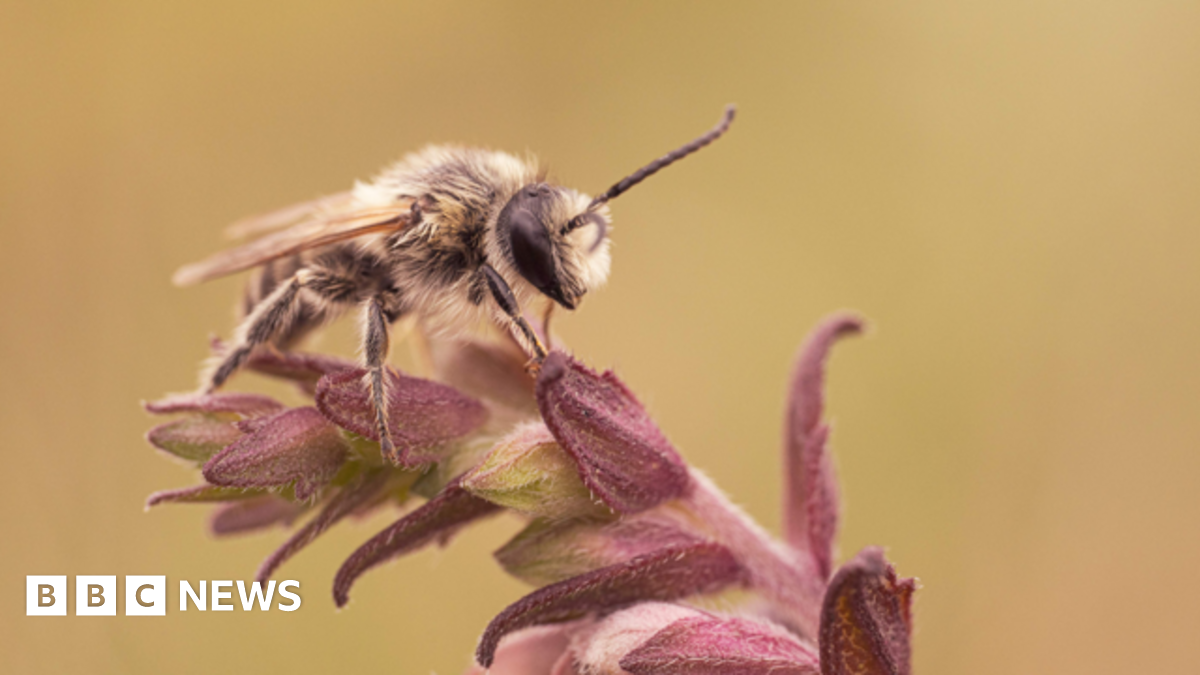 New rare bee discovered on Cornwall coastline - BBC News