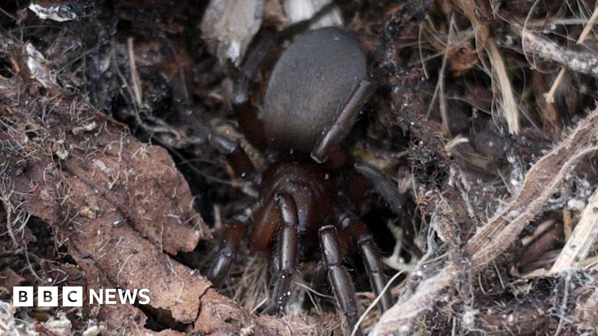 Survey finds 55 species of spiders at Suffolk's Orford Ness - BBC News