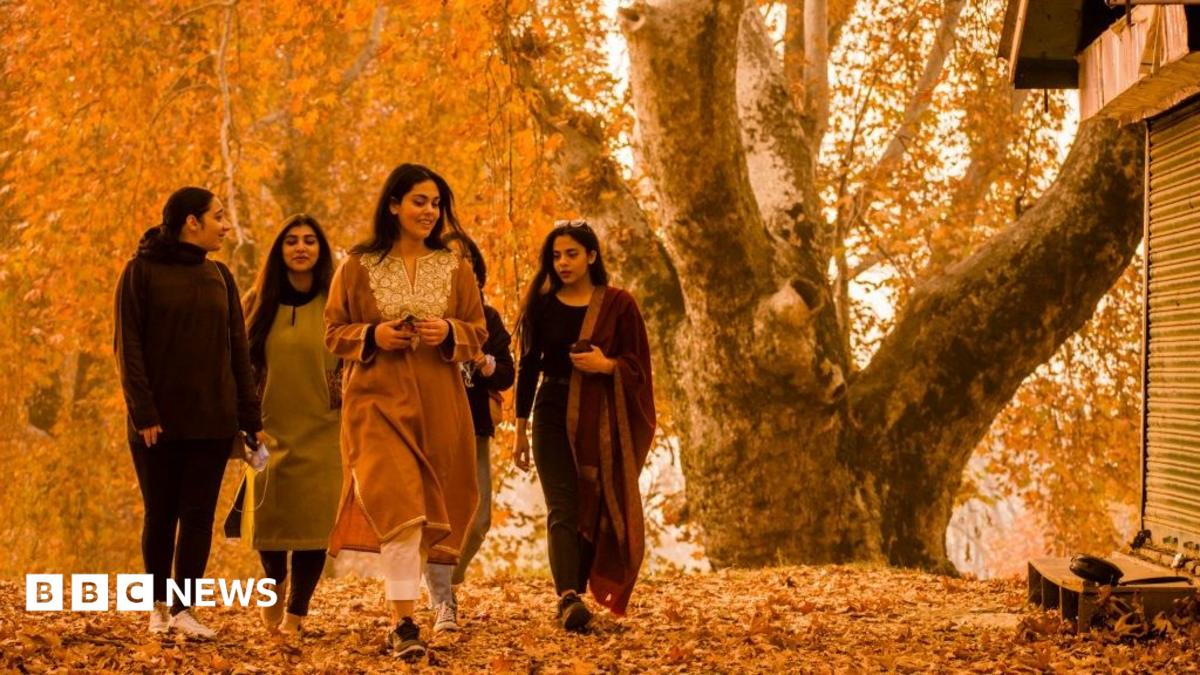 The race to save Kashmir's iconic chinar trees - BBC News