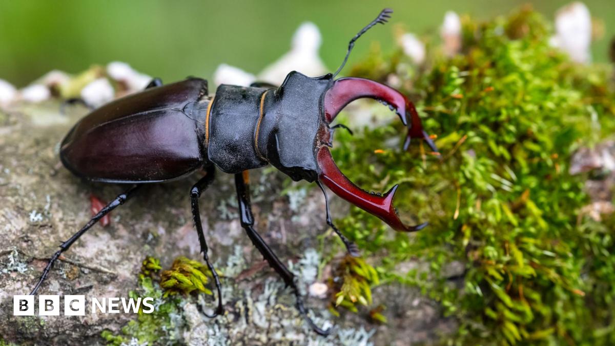 London Wildlife Trust launches stag beetle count - BBC News
