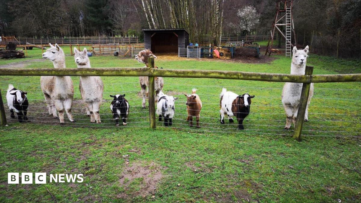 Guildford's Elm Nursery family farm to close after 42 years - BBC News