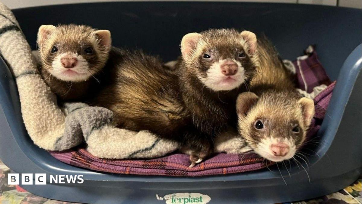 RSPCA Suffolk: Homeless ferrets overlooked by pet adopters - BBC News