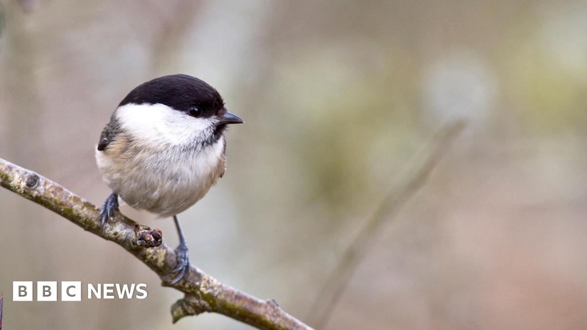 Rescue plan hatched for rare willow tits - BBC News