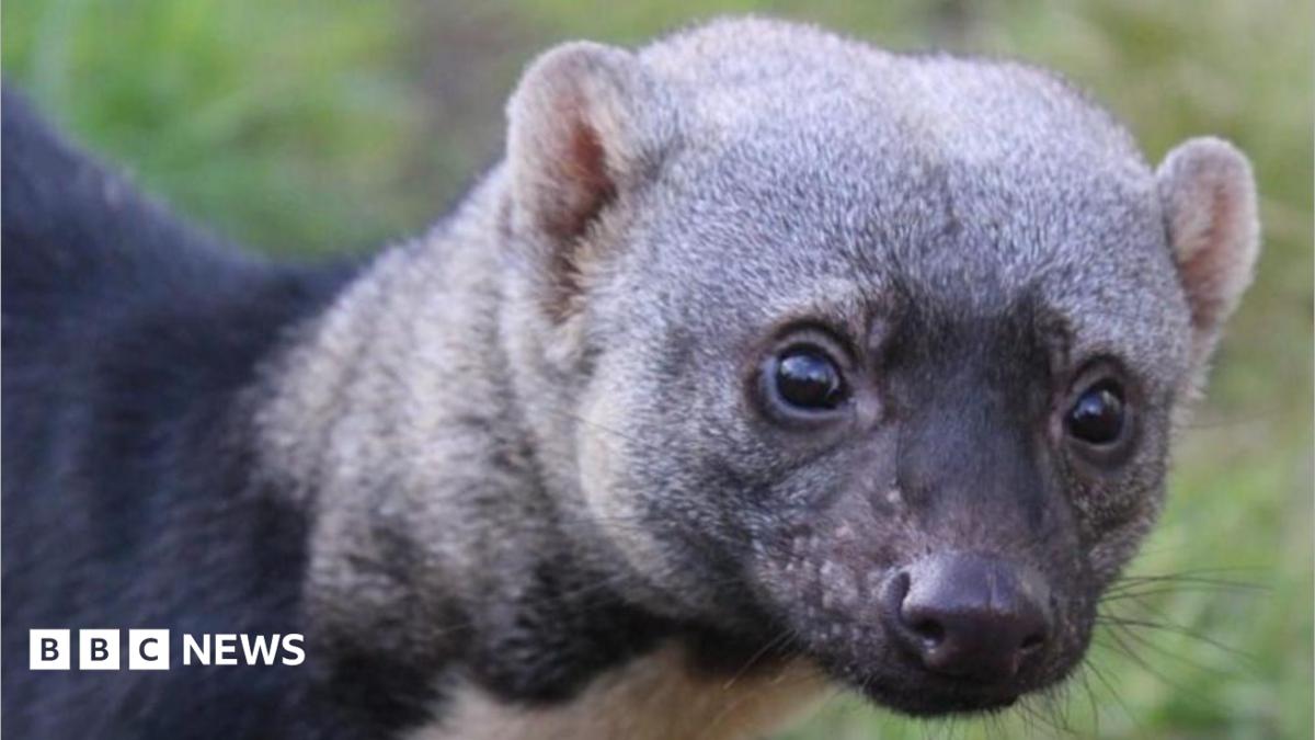 Kent: Exotic animal escapes from conservation centre - BBC News
