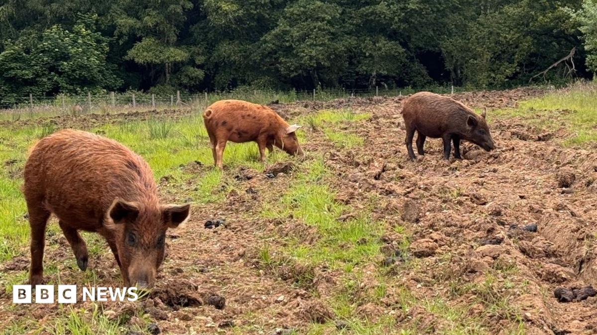 Pigs create mini ponds in drive for wetlands in Panshanger Park - BBC News