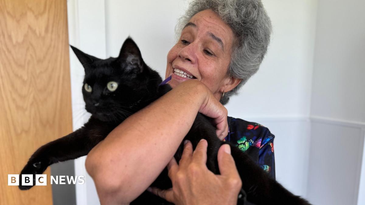 Royston vets say AI is transforming diagnosis and treatment - BBC News