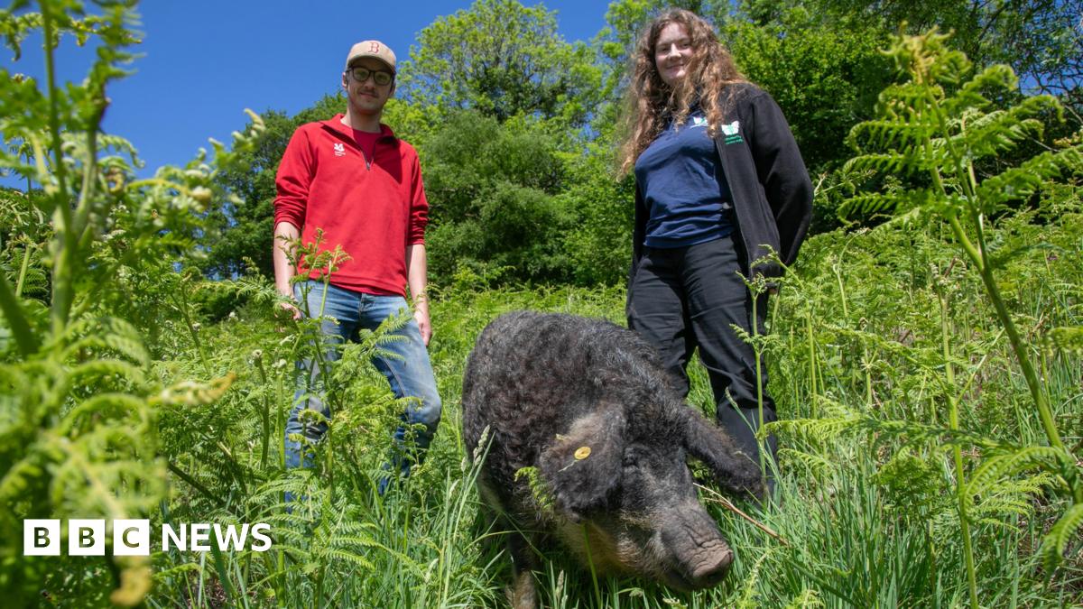 Hungarian hogs used on Exmoor to save butterfly habitat - BBC News