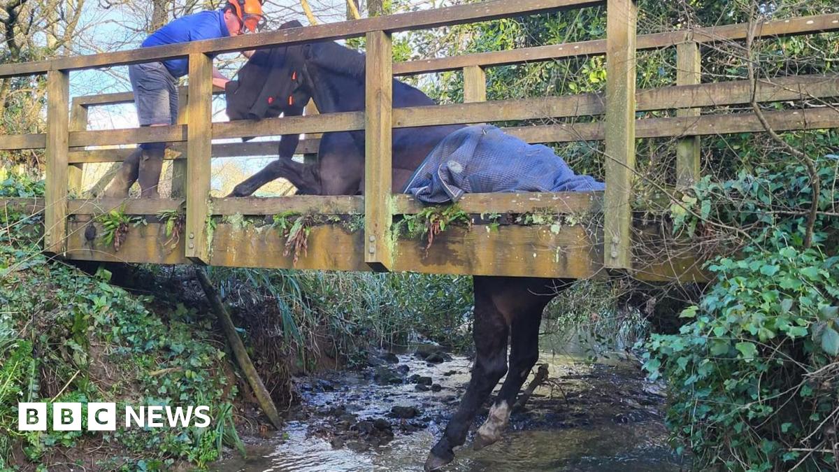 Rescue Team Saves Horse Trapped on Bridge in Dramatic Operation ...