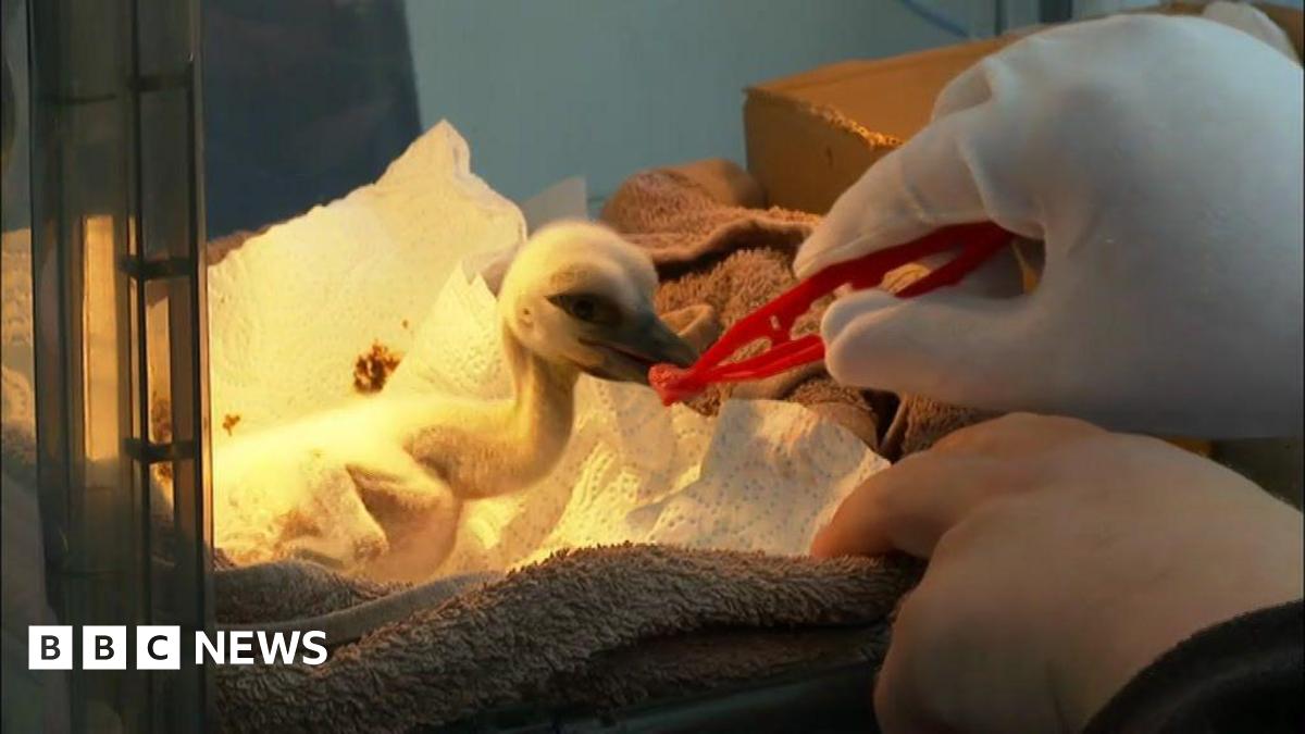 Rare storks first to be born in West Midlands in 600 years - BBC News