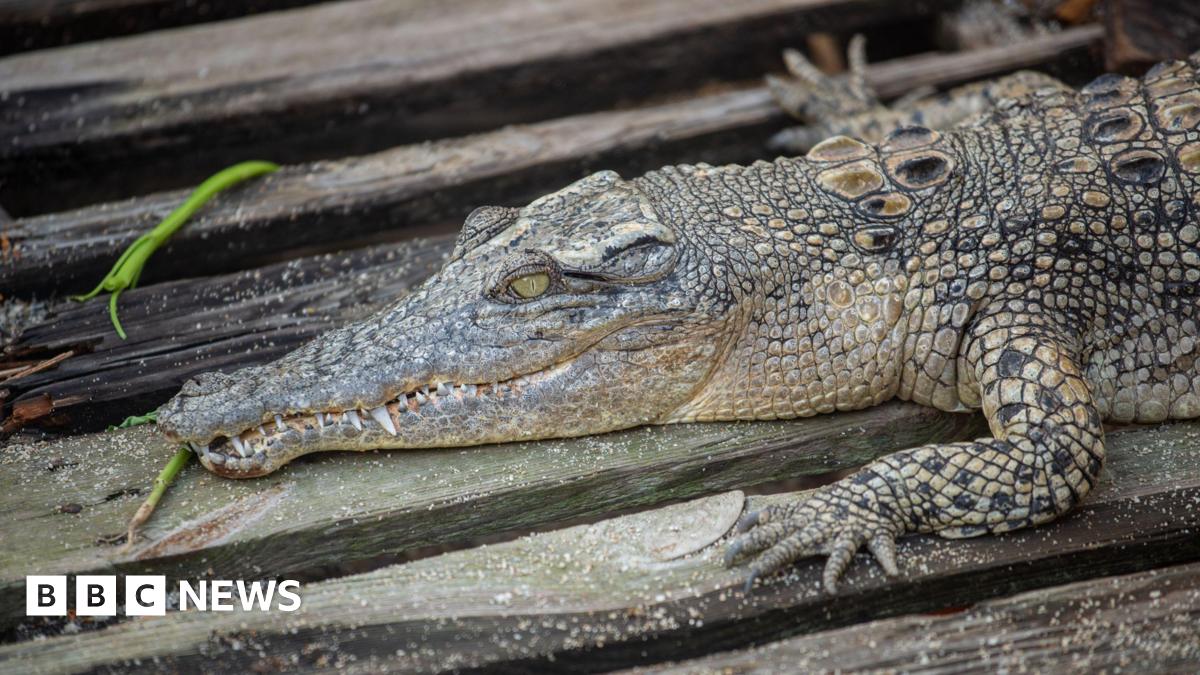 Escaped alligator among most bizarre calls to Welsh Ambulance Service ...