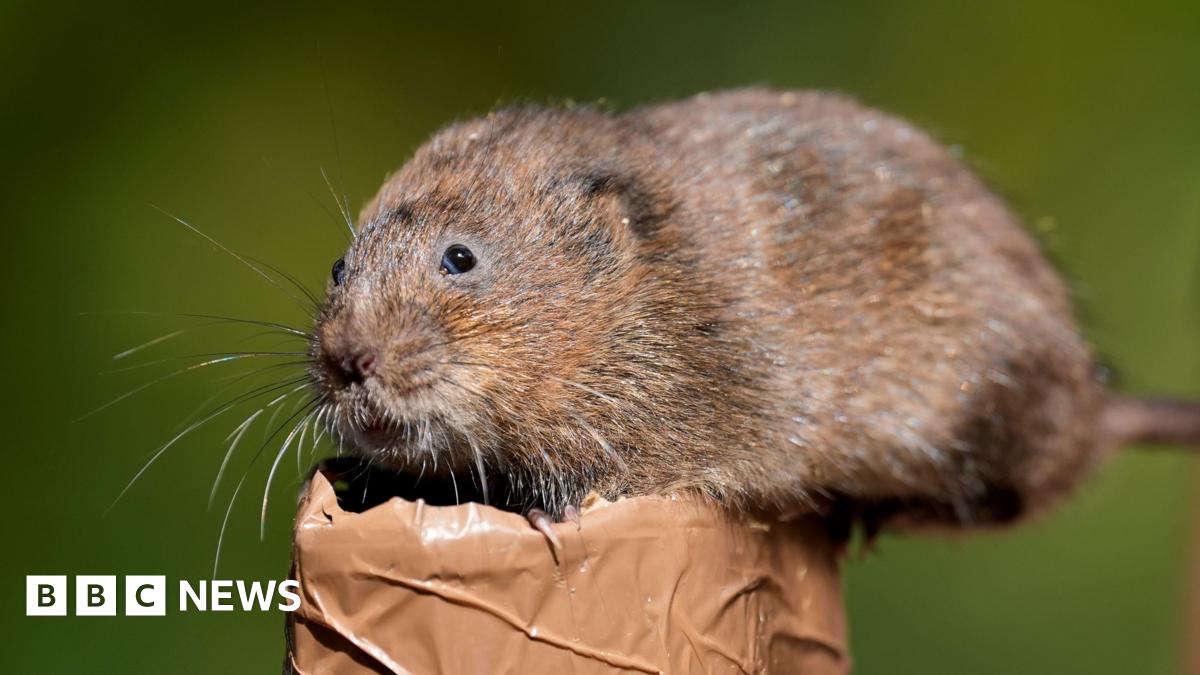 Water voles return to River Wey by National Trust - BBC News