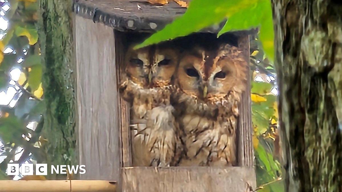 Loved-up owls 'move in together' at Berkshire nature reserve - BBC News