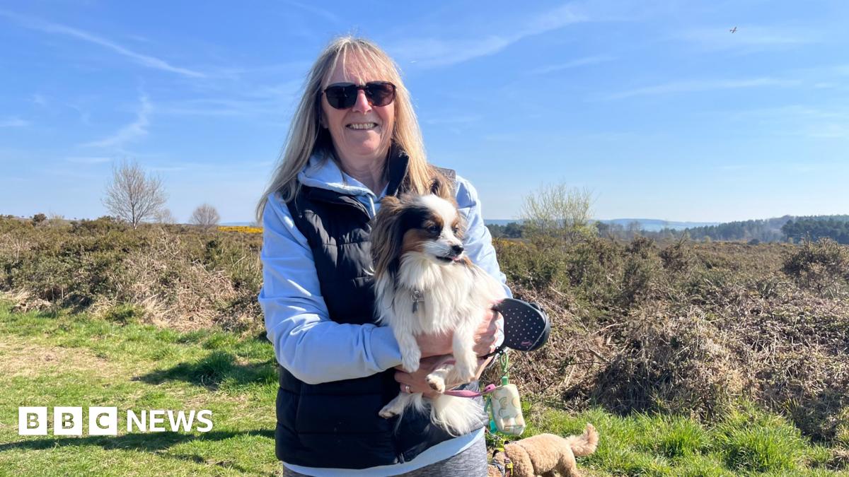 Dogs and owners work to help protect Devon countryside - BBC News