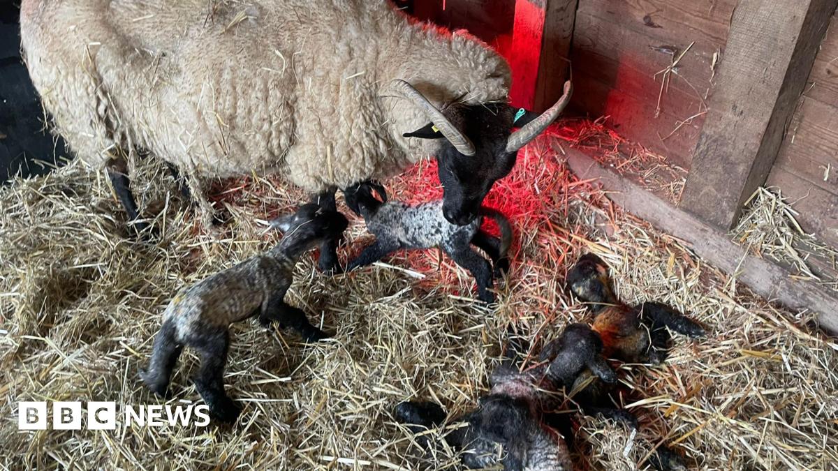 Sheep gives birth to five lambs at Kentwell Hall in Suffolk - BBC News