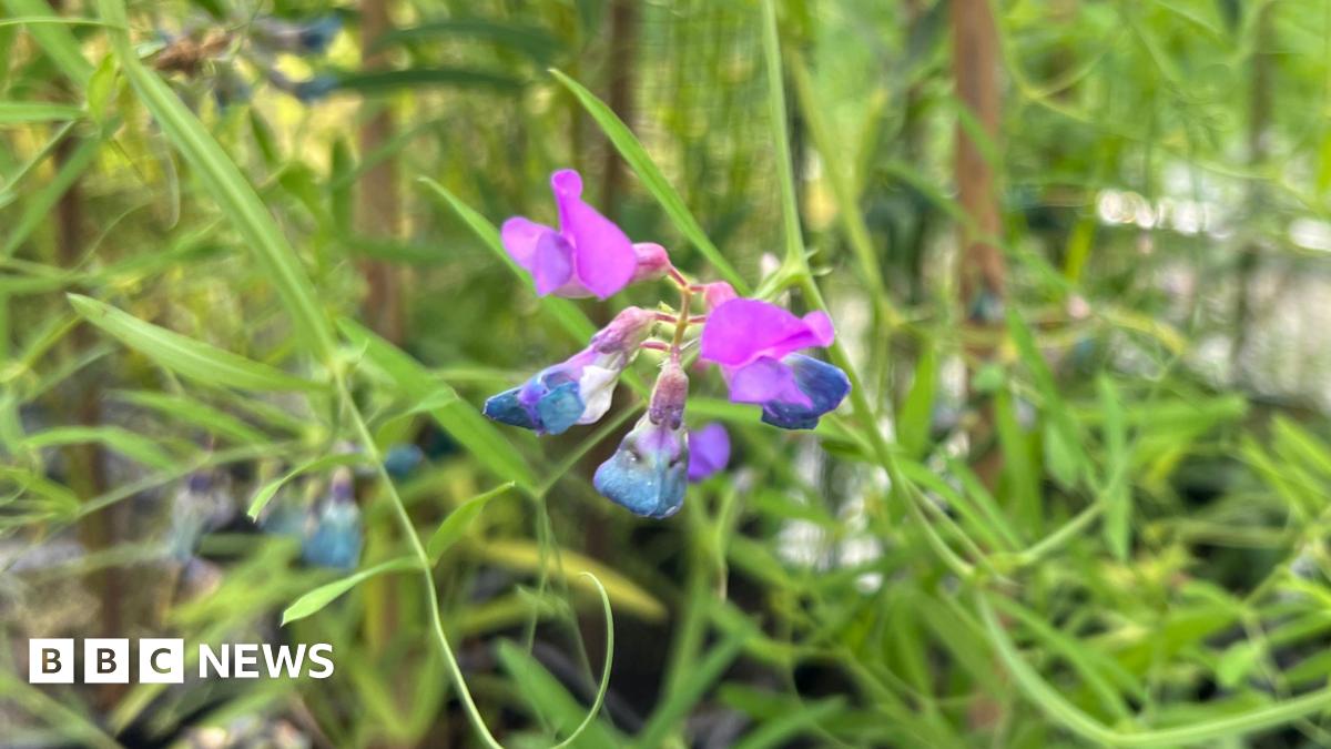 Shoots of hope for critically endangered Marsh Pea - BBC News