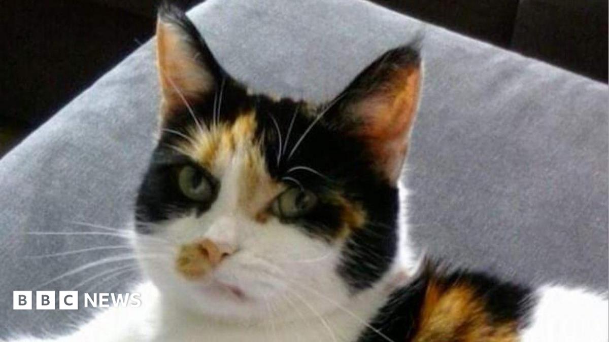 Kent: Pet owner delighted as cat found after five years - BBC News