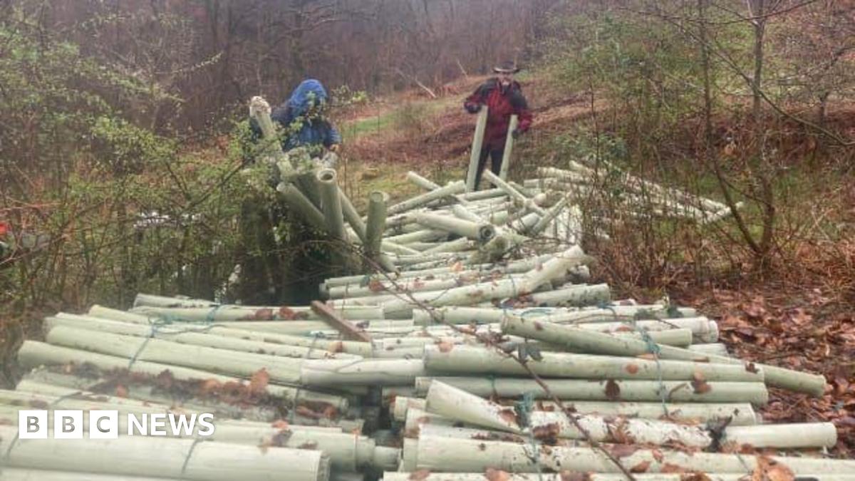 Lake District charity collects thousands of plastic tree tubes - BBC News