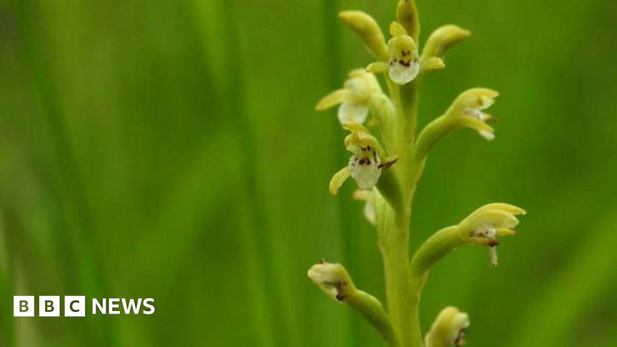 Rare orchid rediscovered on Highland estate after 250 years - BBC News