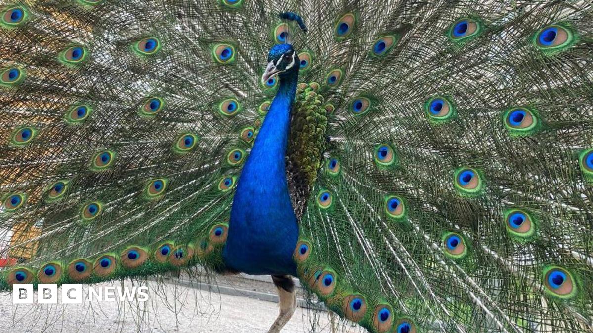 Dunfermline peacocks given Freedom of the City - BBC News