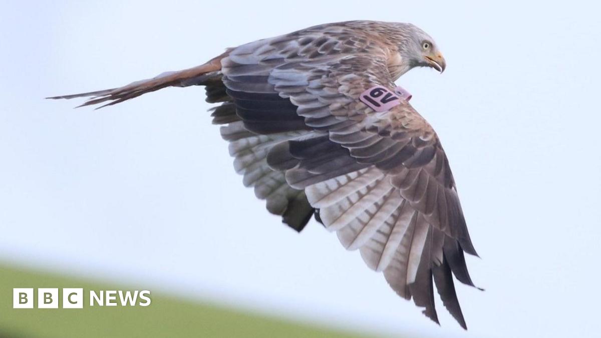 Red kites: Protected bird of prey dies after being shot - BBC News