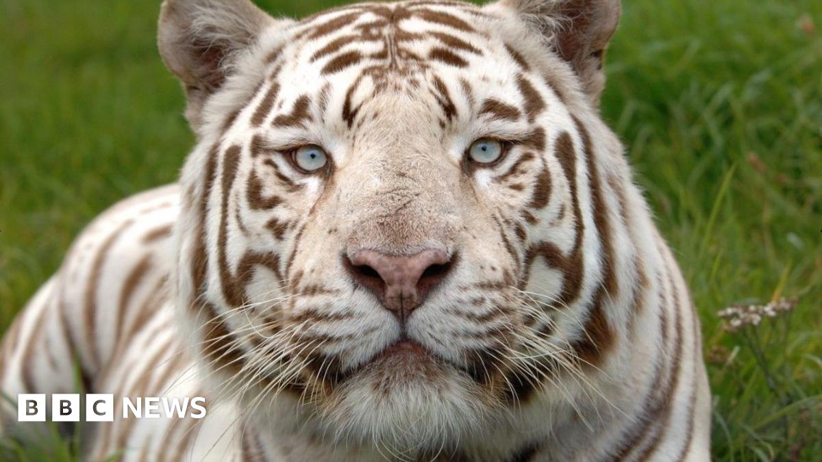 Hundreds remember West Midlands Safari Park white tiger - BBC News