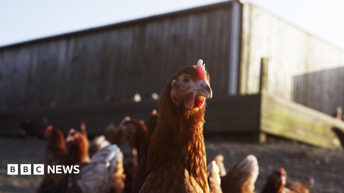Bird flu: Irish farmers ordered to keep flocks indoors - BBC News