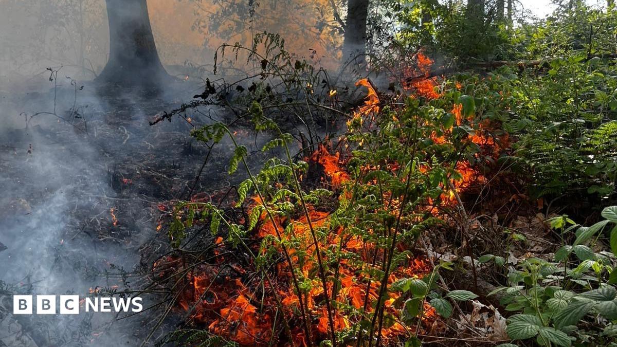 Delamere Forest: Fire crews tackle blaze at Cheshire beauty spot - BBC News