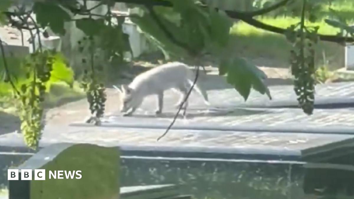 Rare 'albino' fox cubs seen playing in Hull cemetery - BBC News