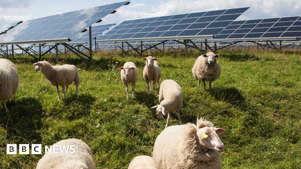 Locals get their say on giant solar farm planned for Norfolk - BBC News