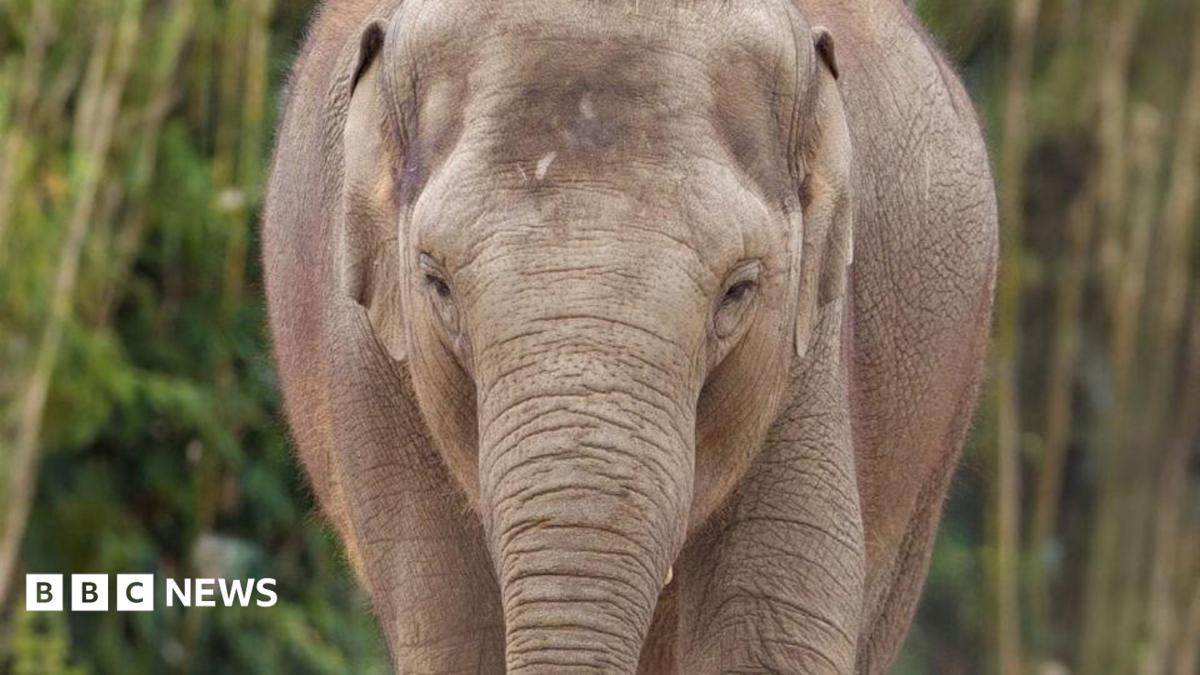 Second elephant dies from virus at Dublin Zoo - BBC News