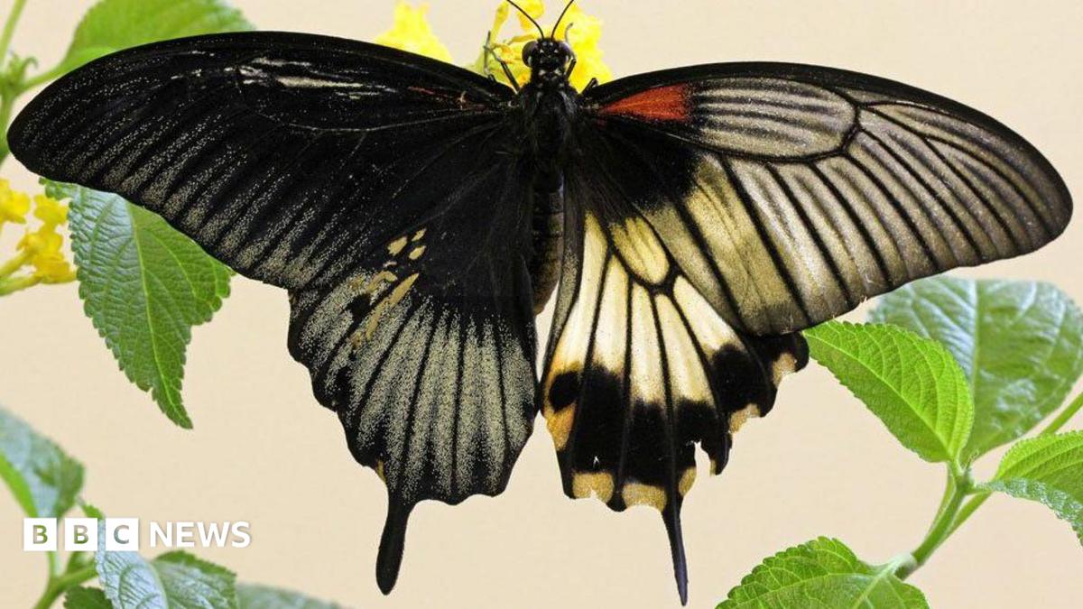 Butterfly World Project