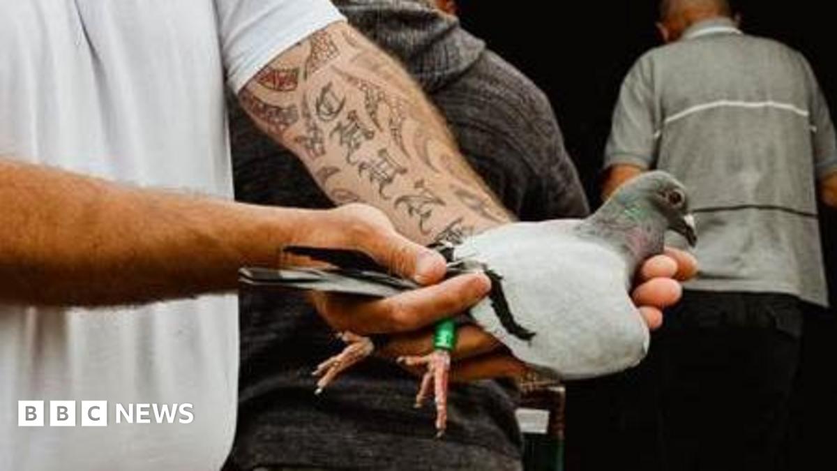Textile and pigeon racing histories celebrated - BBC News