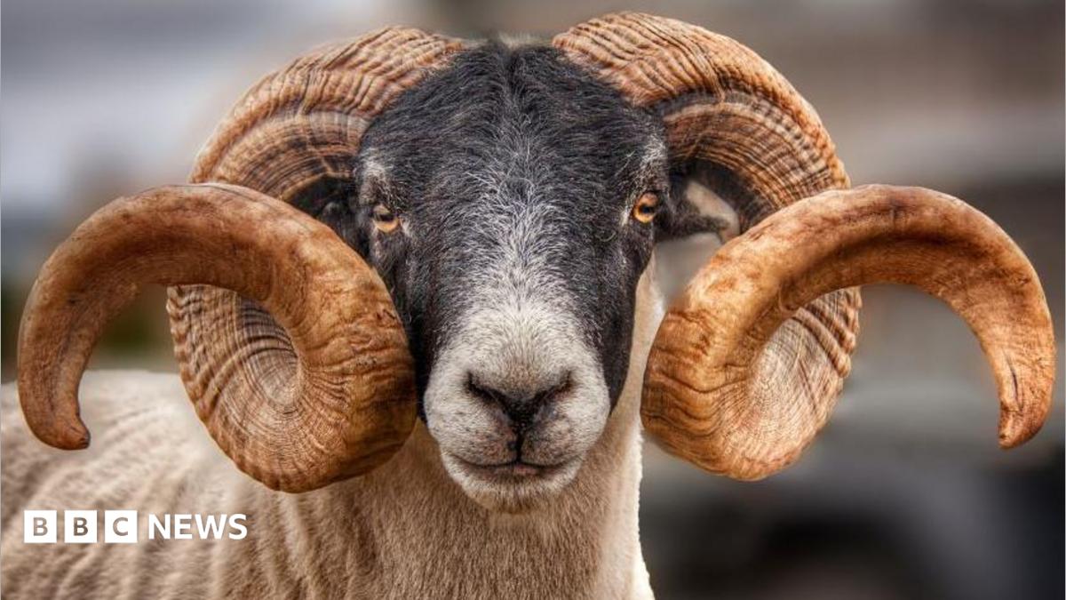 New Inverness science hub tracking animal diseases - BBC News