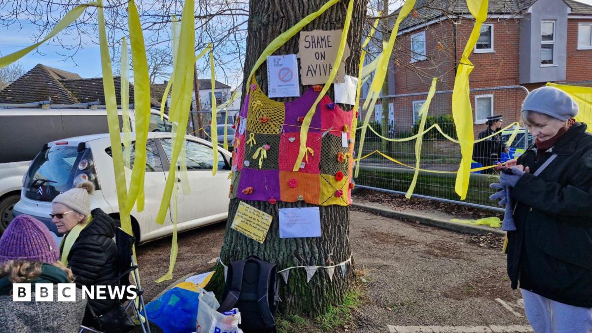 Police called to Wivenhoe tree protest after oak is barricaded - BBC News